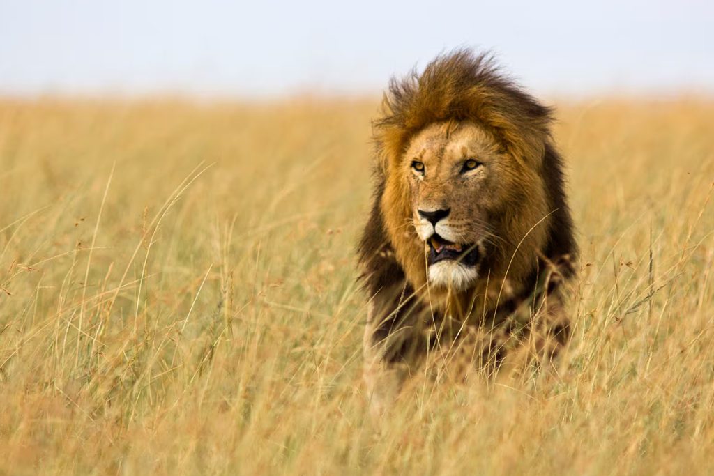 Serengeti animals & Birdlife