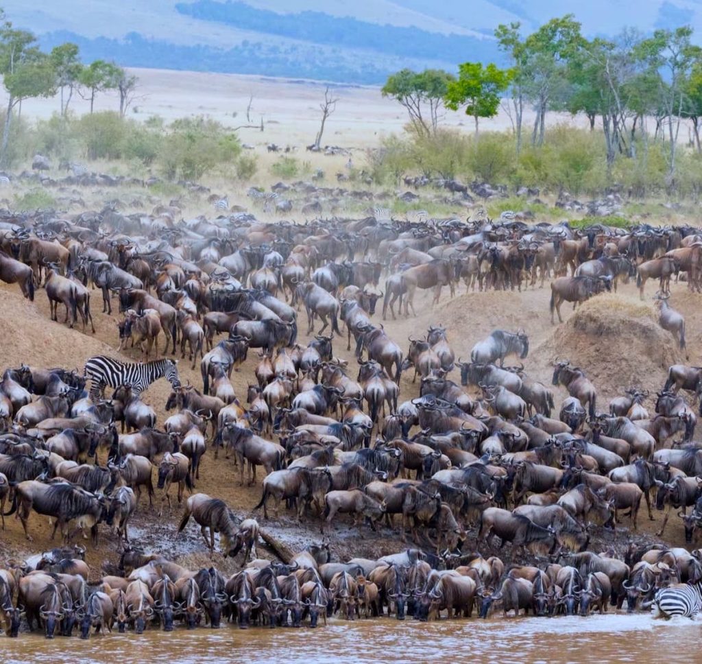 The Great Migration | Wildebeest Migration Facts